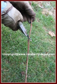 Transplanting Raspberries -When /How to Propagate Divide Raspberries