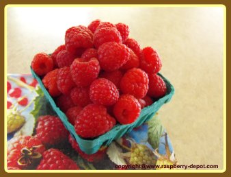 Canning Raspberries - How to Can Raspberries to Preserve for Storage