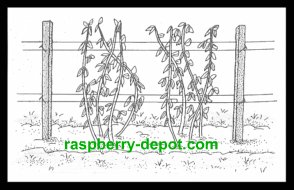 Planting Raspberries - How to Plant Raspberry Plants in Spring or Fall