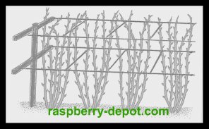 Planting Raspberries - How to Plant Raspberry Plants in Spring or Fall
