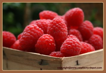Raspberry Facts and Information